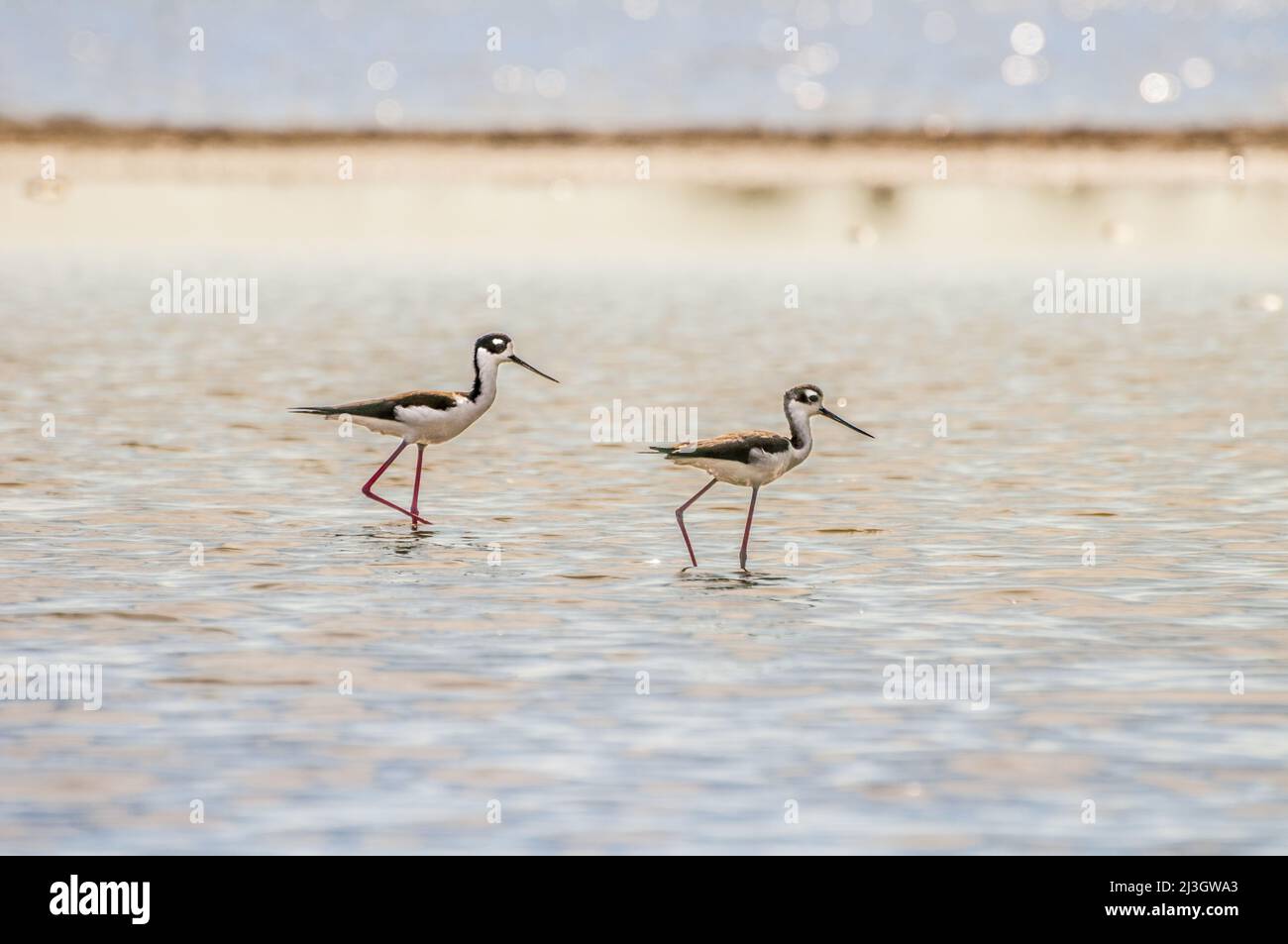 National bird of saint martin hi-res stock photography and images - Alamy