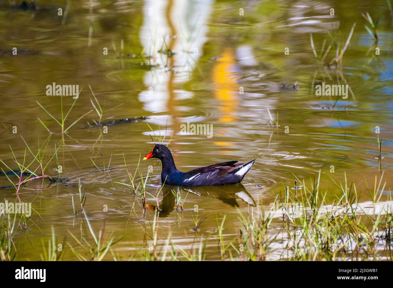 National bird of saint martin hi-res stock photography and images - Alamy