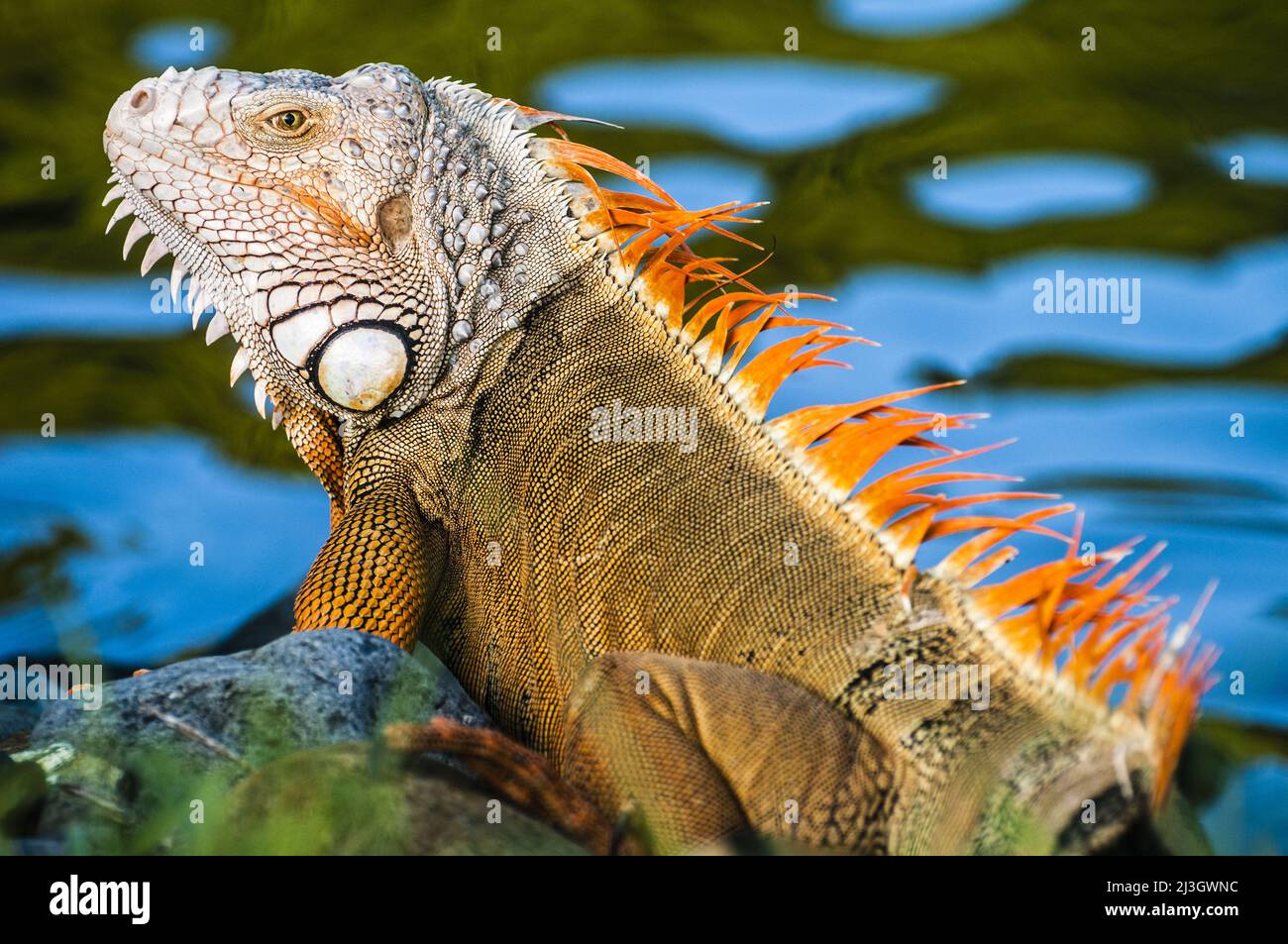 France, Lesser Antilles, French West Indies, Saint-Martin, National ...