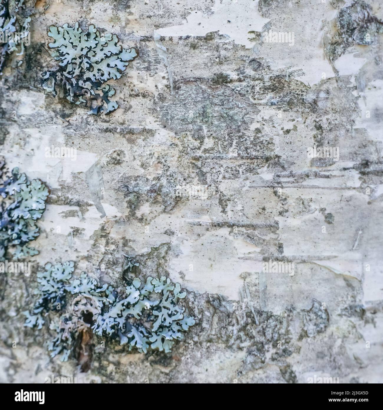 Birch bark with blue lichen close-up, natural texture Stock Photo - Alamy