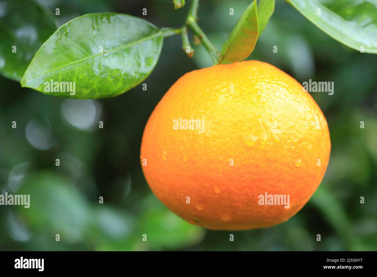 Malta orange tree hi-res stock photography and images - Alamy