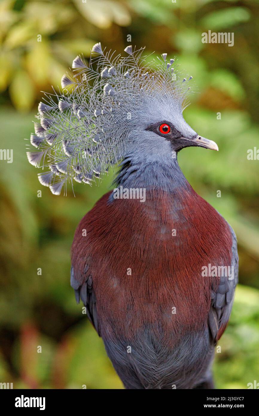 France, Calvados, Honfleur, Naturospace, botanical garden and aviary ...