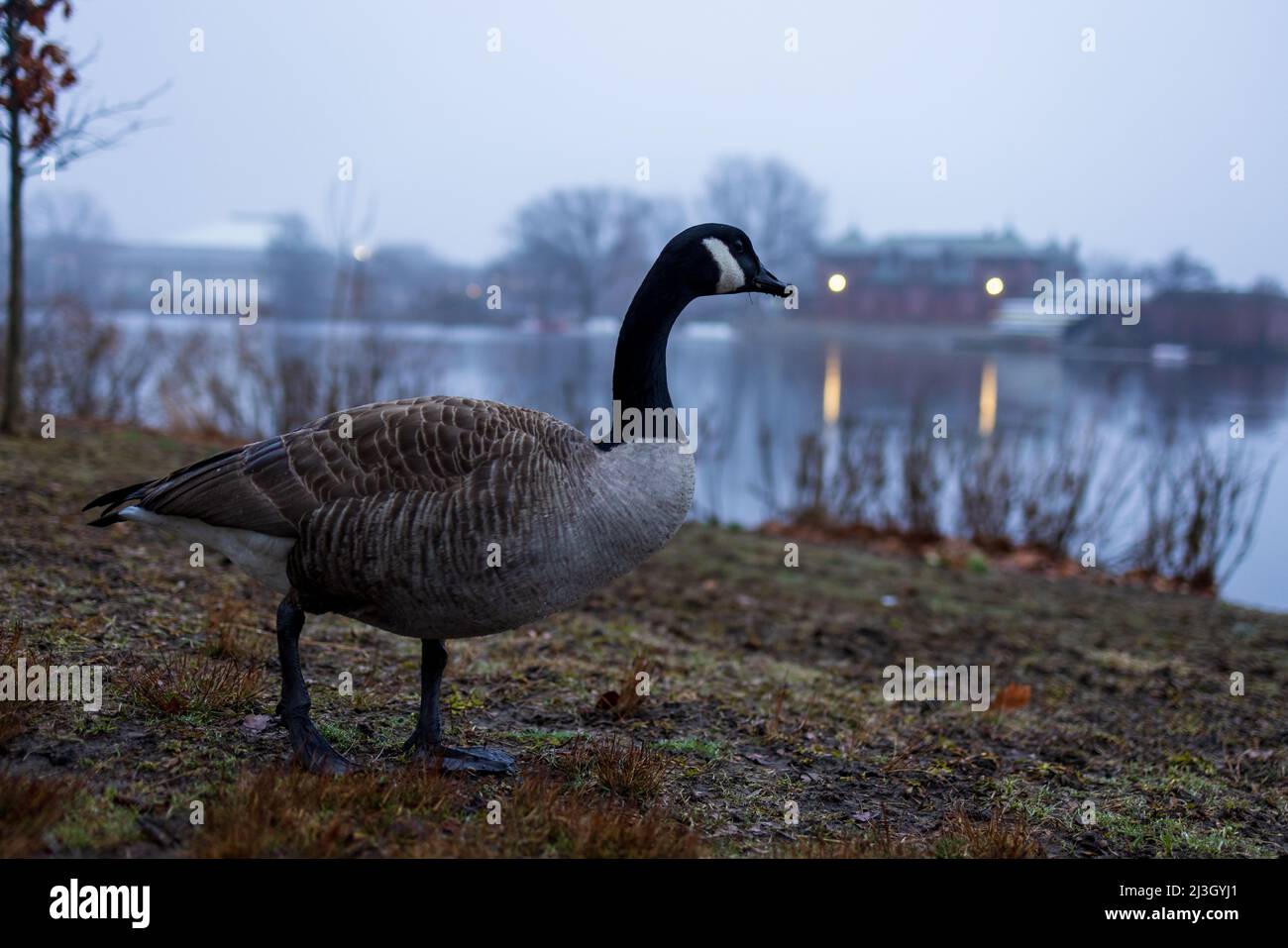 Canada goose face hi-res stock photography and images - Alamy
