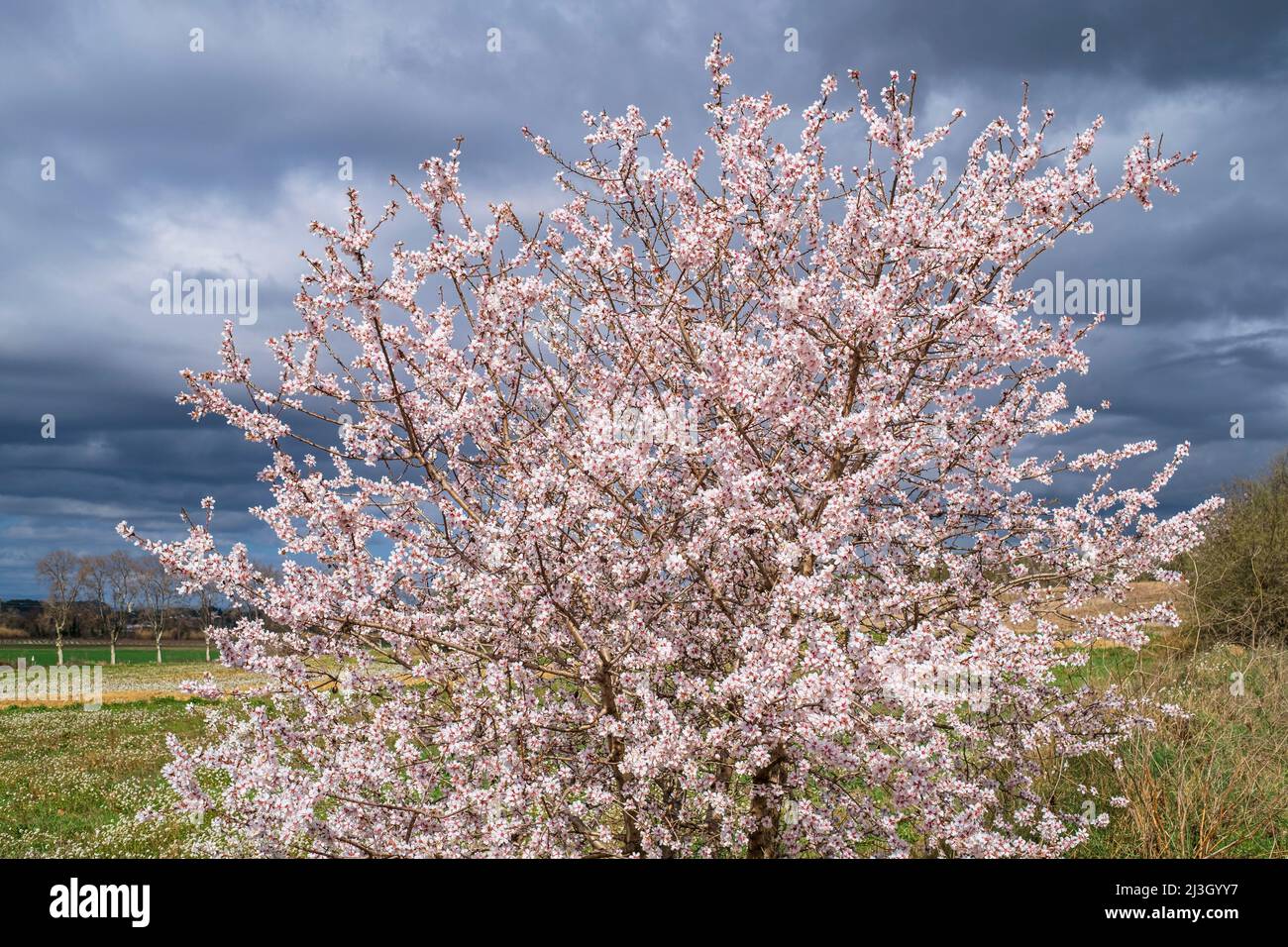 Almond trees france hi-res stock photography and images - Alamy
