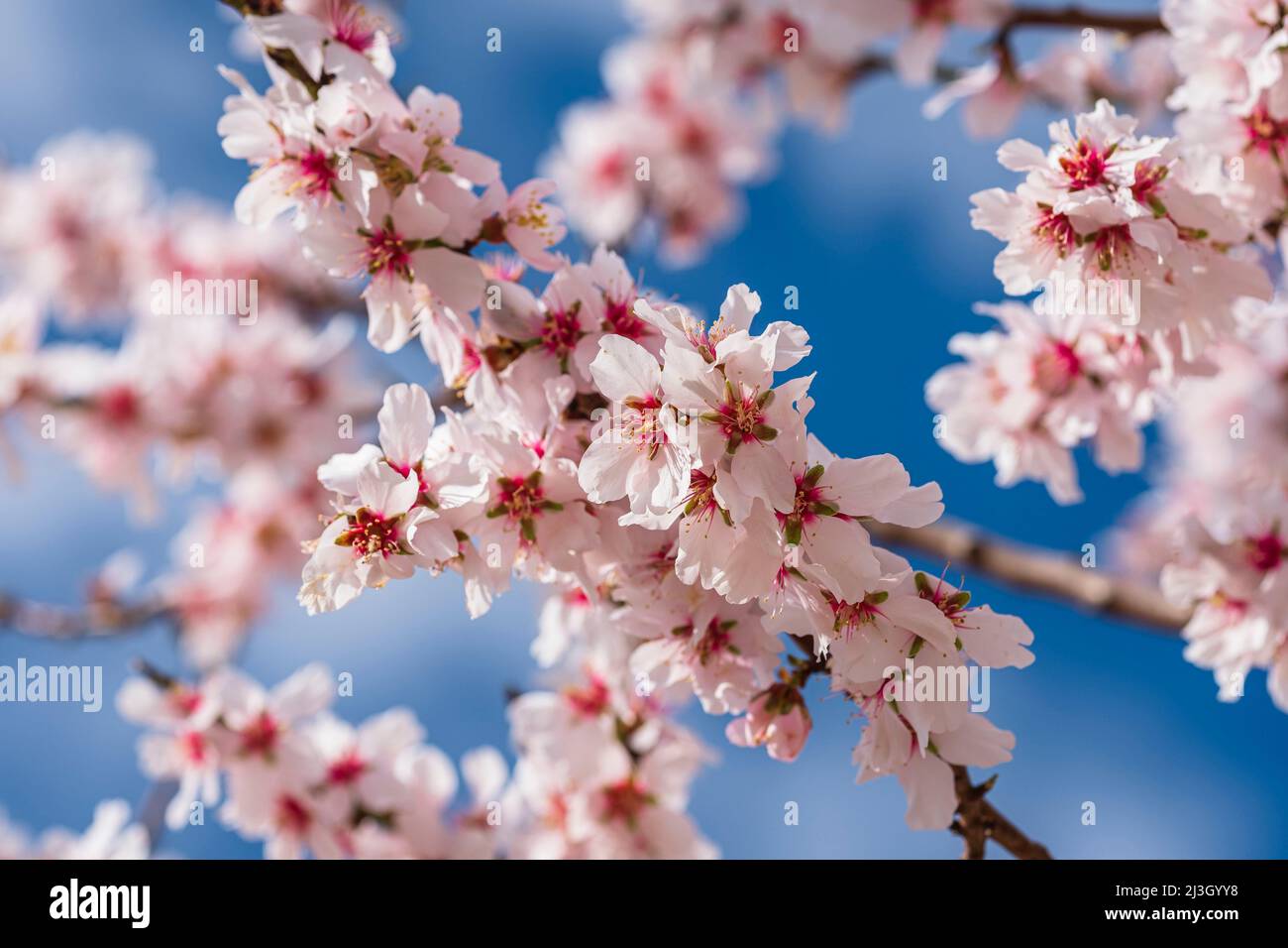 Almond trees france hi-res stock photography and images - Alamy