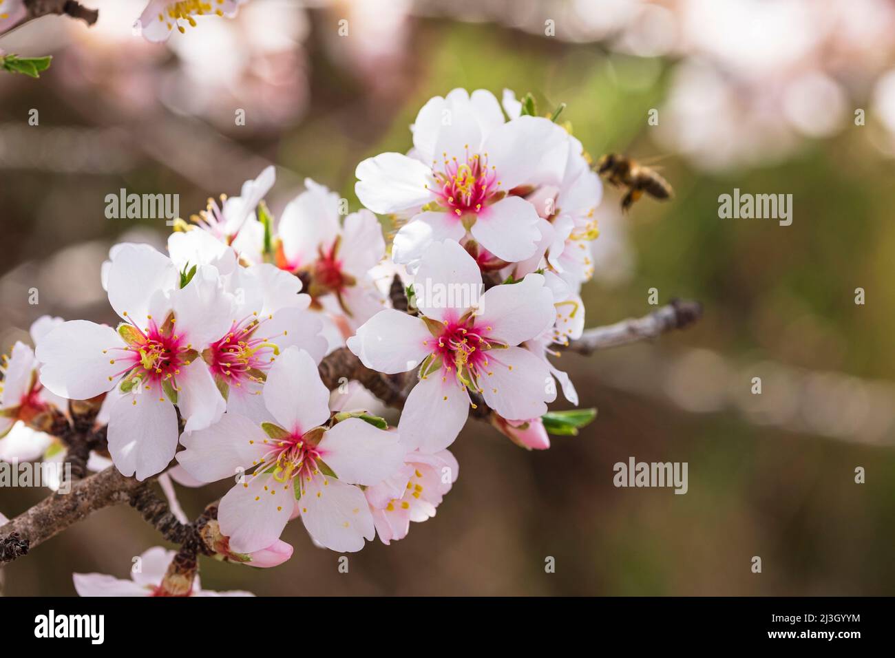 Almond trees france hi-res stock photography and images - Alamy