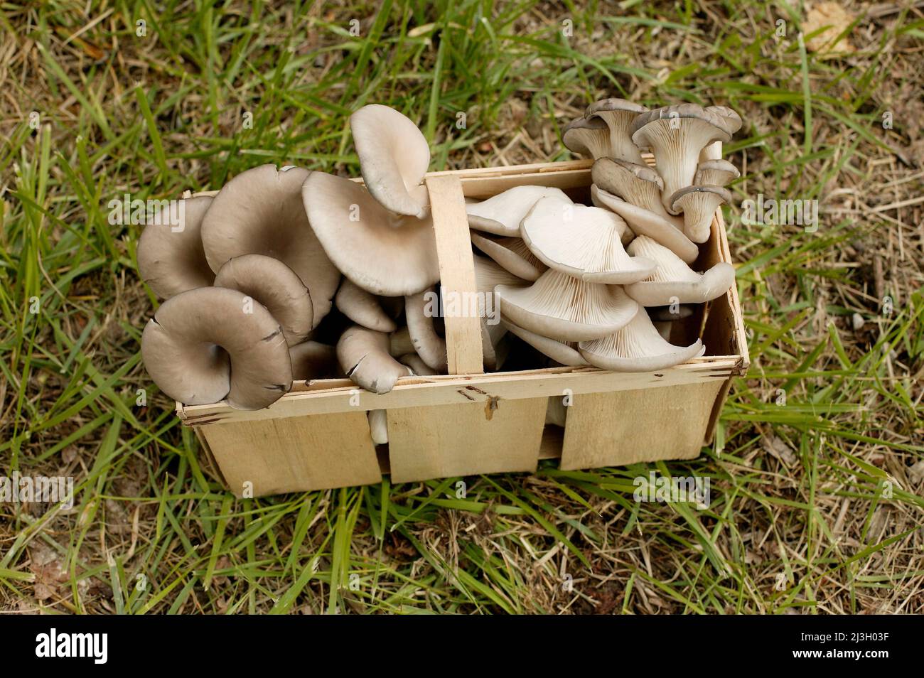 Millet in basket hi-res stock photography and images - Alamy