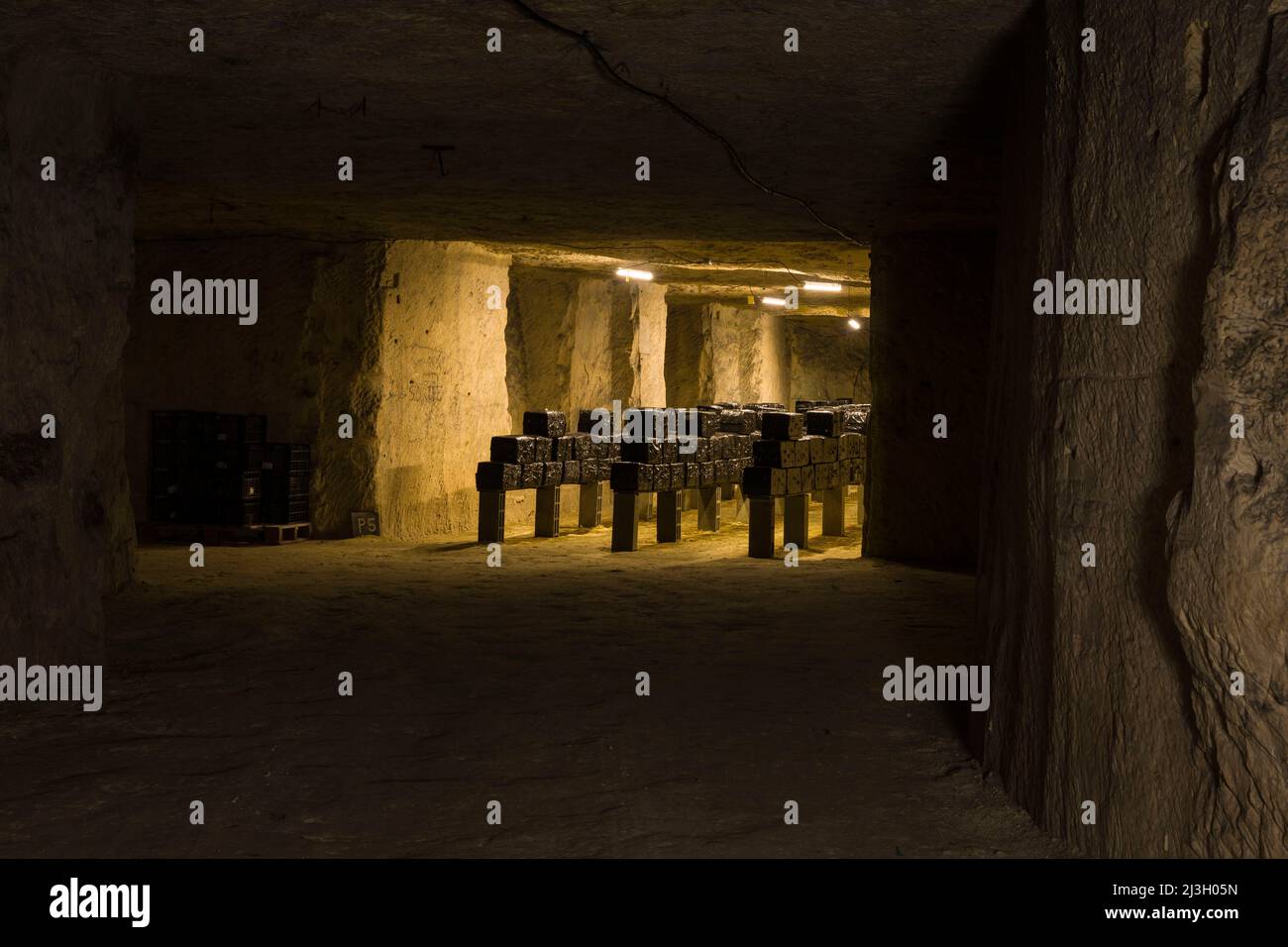France, Indre et Loire, Loches, cultivation of organic oyster mushrooms ...
