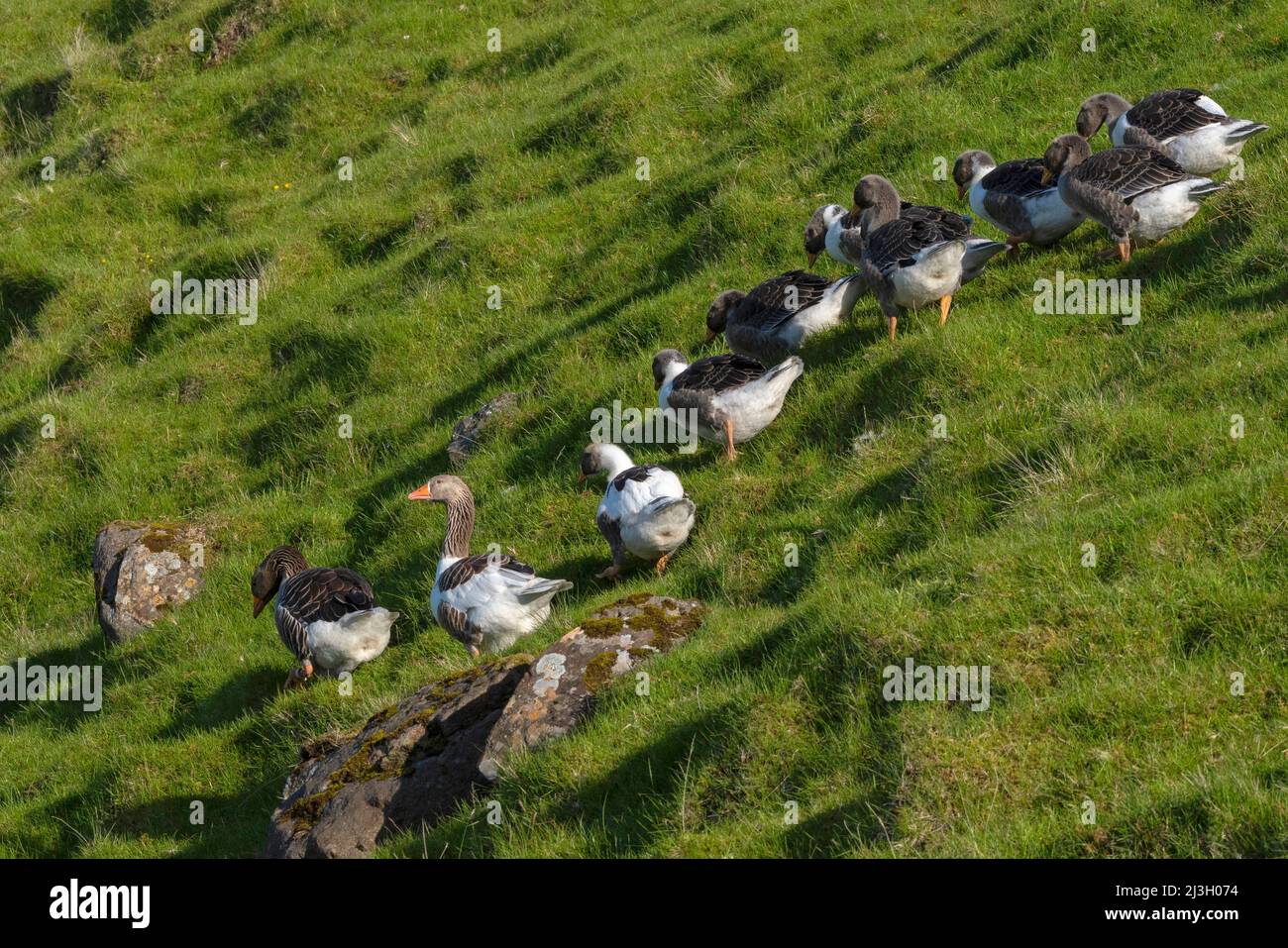North atlantic grey hi-res stock photography and images - Alamy