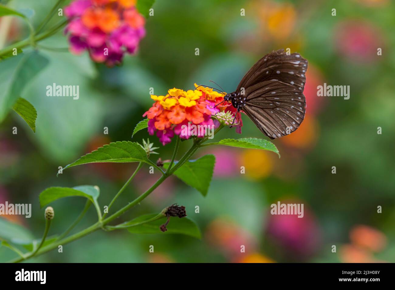 Philippines, Palawan, Puerto Princesa, Palawan Butterfly Eco-garden ...