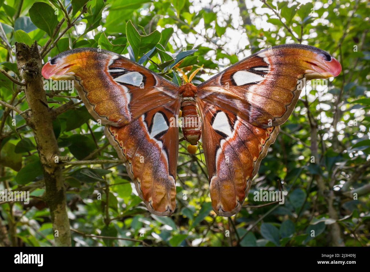 Philippines, Palawan, Puerto Princesa, Palawan Butterfly Eco-garden ...