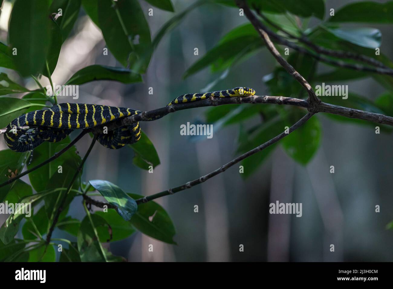 Boiga dendrophila multicincta hi-res stock photography and images - Alamy