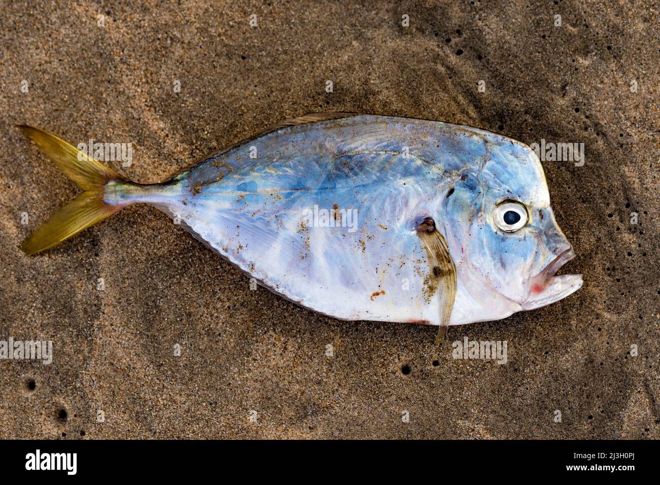 Mexico, State of Oaxaca, Puerto Escondido and its beach, Punta Zicatela ...
