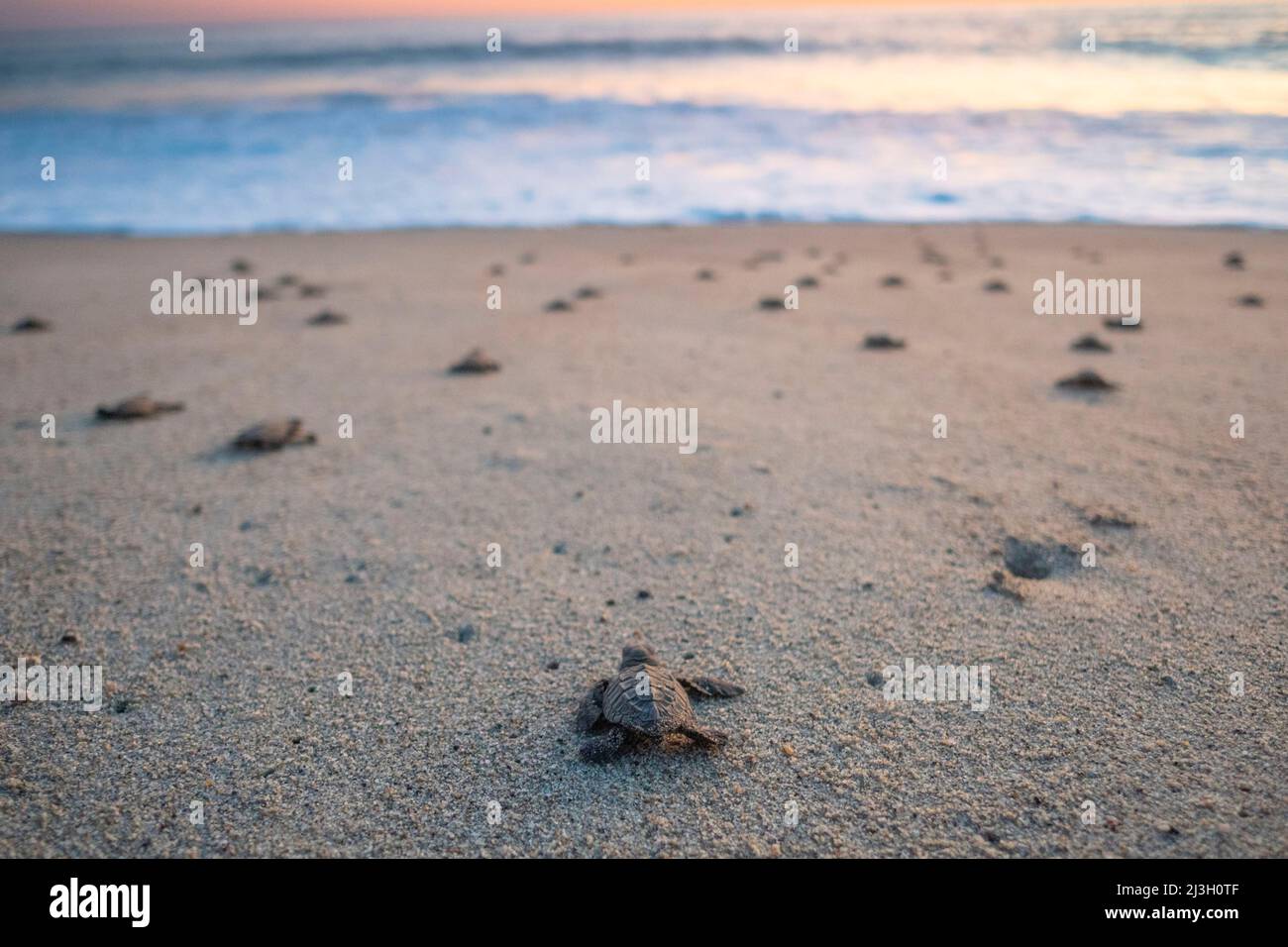 Mexico, State of Oaxaca, Puerto Escondido and its beach, Punta Zicatela ...