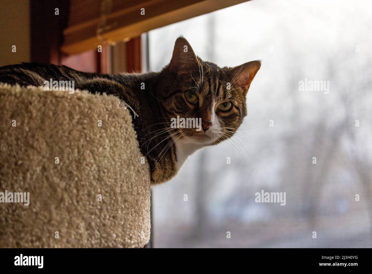 Cat on elevated perch looking out window Stock Photo - Alamy
