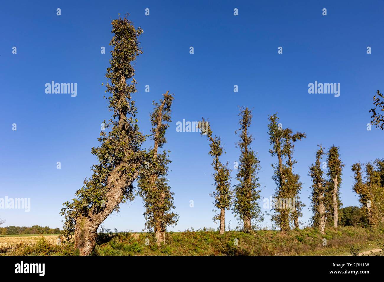 France, Ille et Vilaine, oak trees on an embankment at the edge of a ...
