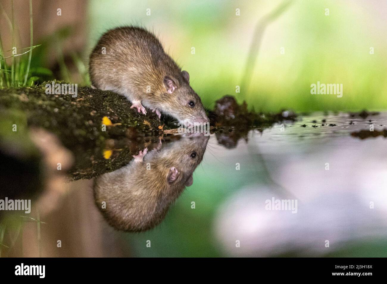 Norwegian rat hi-res stock photography and images - Alamy