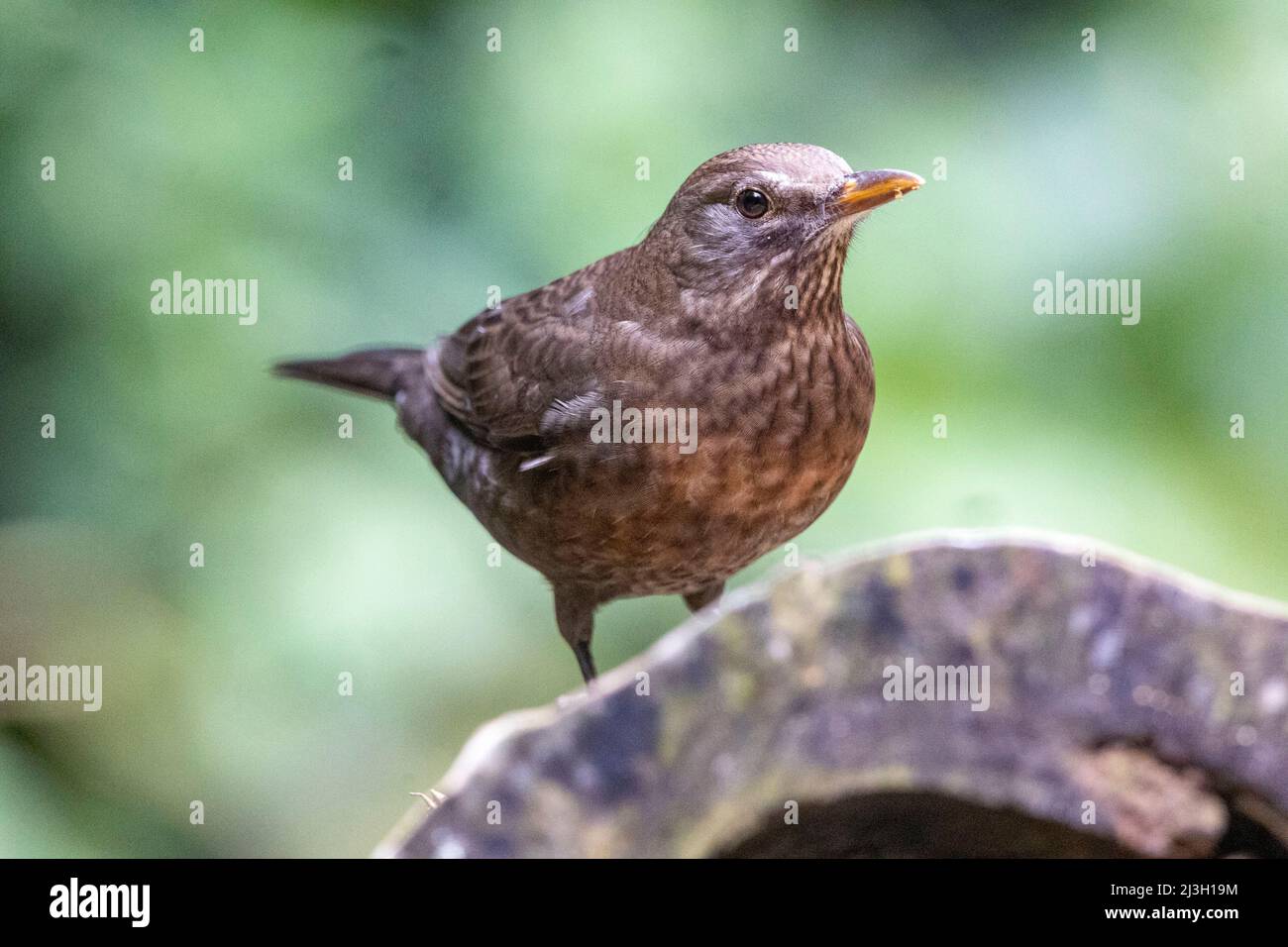 Merila hi-res stock photography and images - Alamy