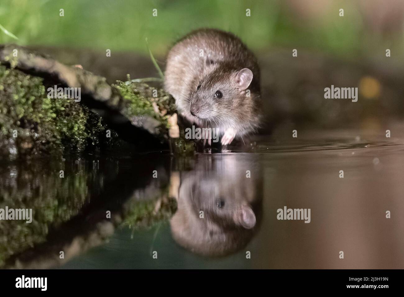 Norwegian rat hi-res stock photography and images - Alamy