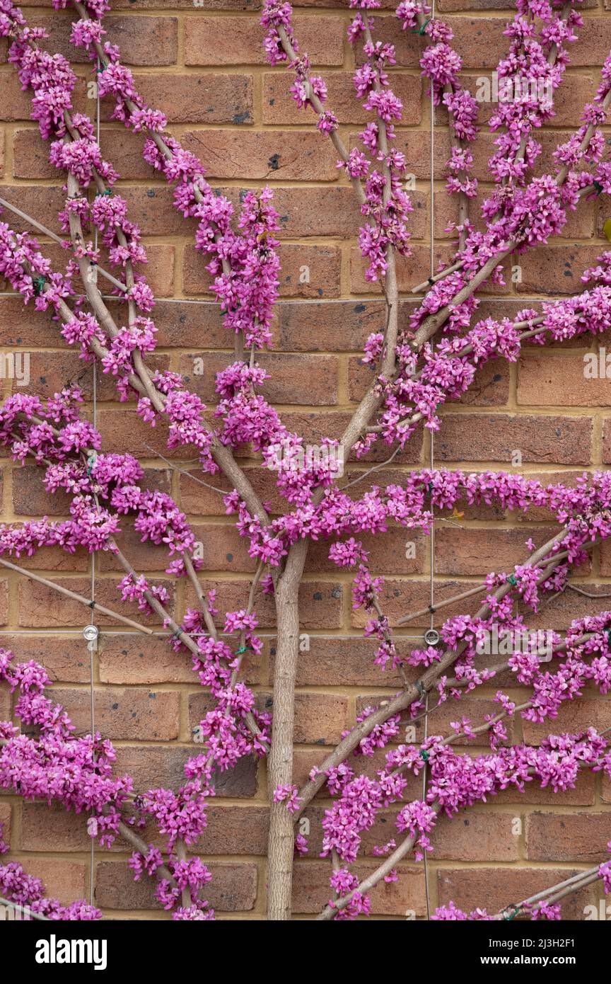 Chinese Redbud: Cercis chinensis "Avondale Stock Photo - Alamy