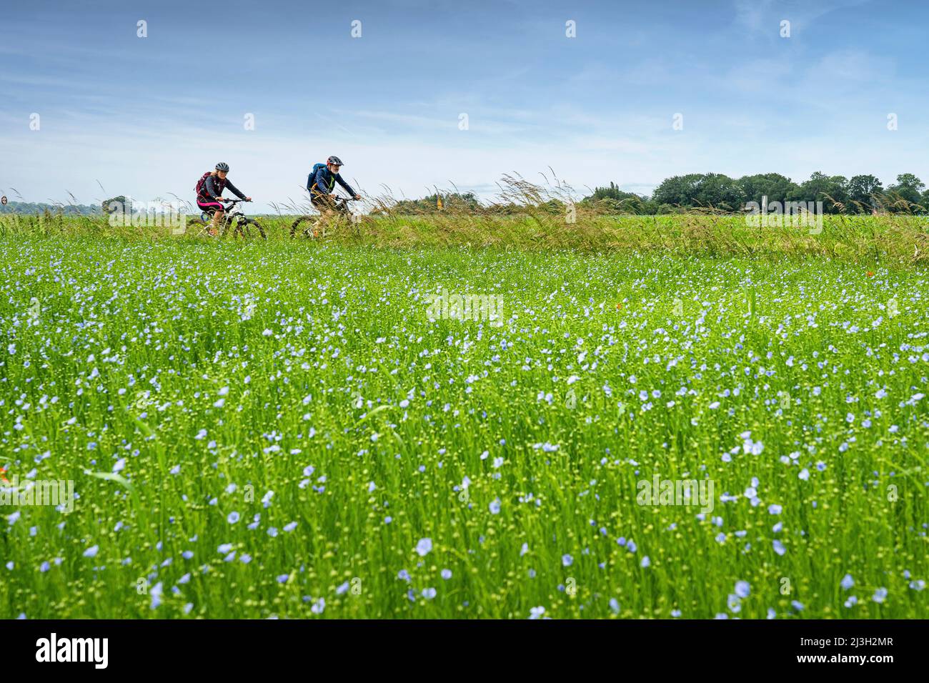France, Seine Maritime, Offranville, cycle path through the flax fields ...