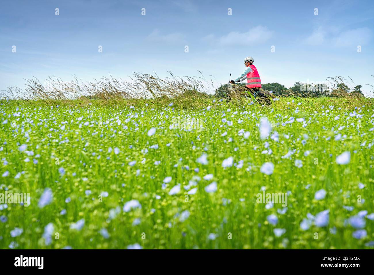 Flax fields hi-res stock photography and images - Alamy