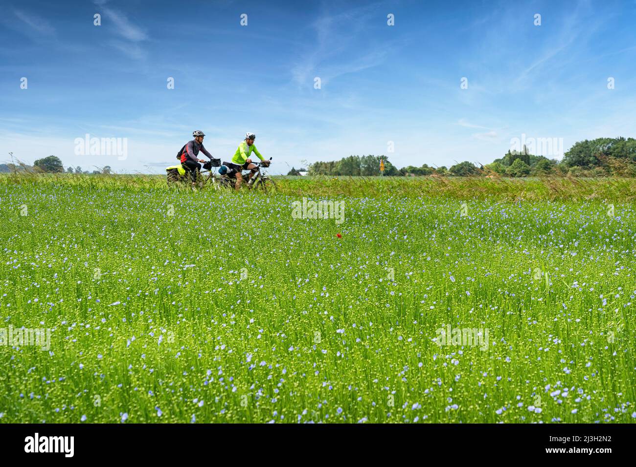 France, Seine Maritime, Offranville, cycle path through the flax fields ...