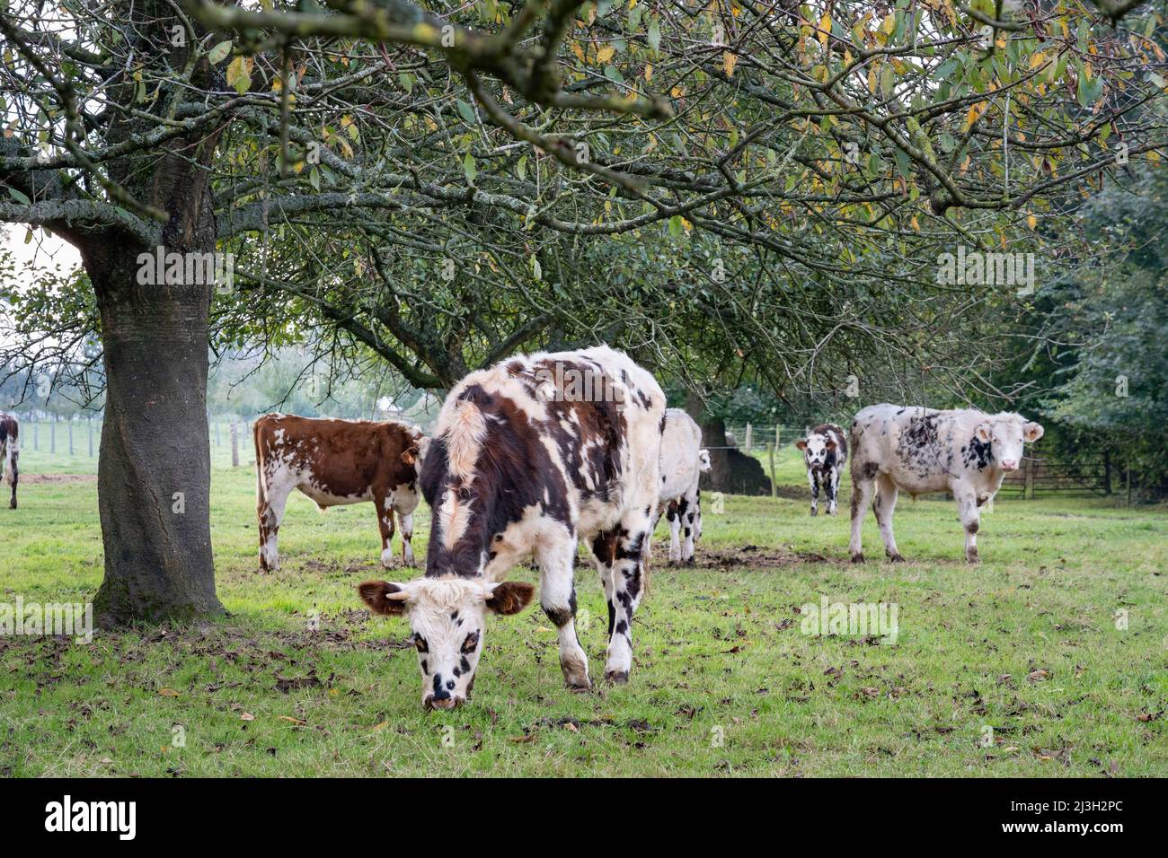 France, Seine Maritime, Villequier, François-Xavier Craquelin, cider ...