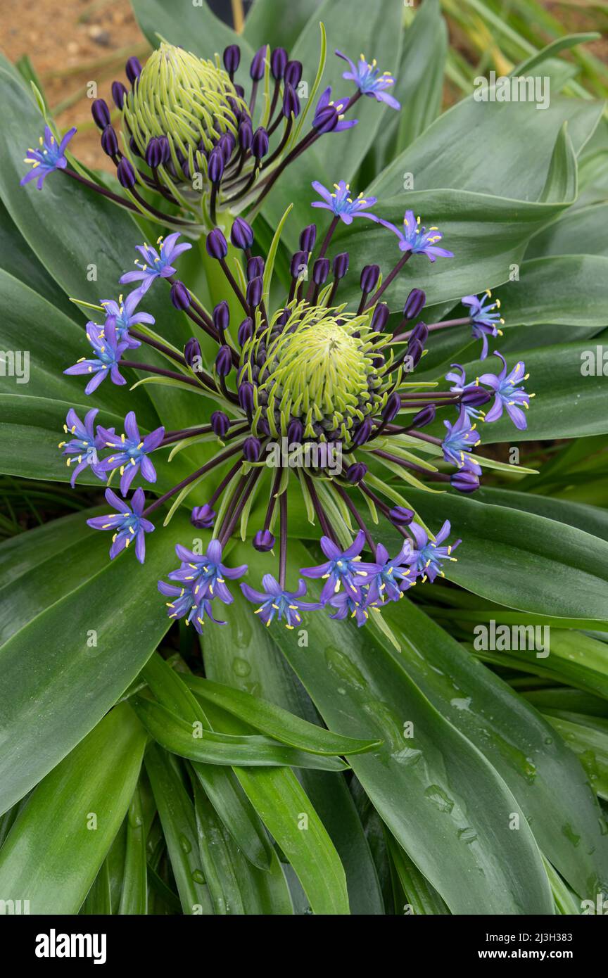 Scilla flower hi-res stock photography and images - Alamy