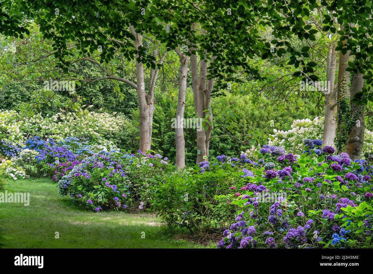France, Seine Maritime, Varengeville sur Mer, Jardin Shamrock, French ...