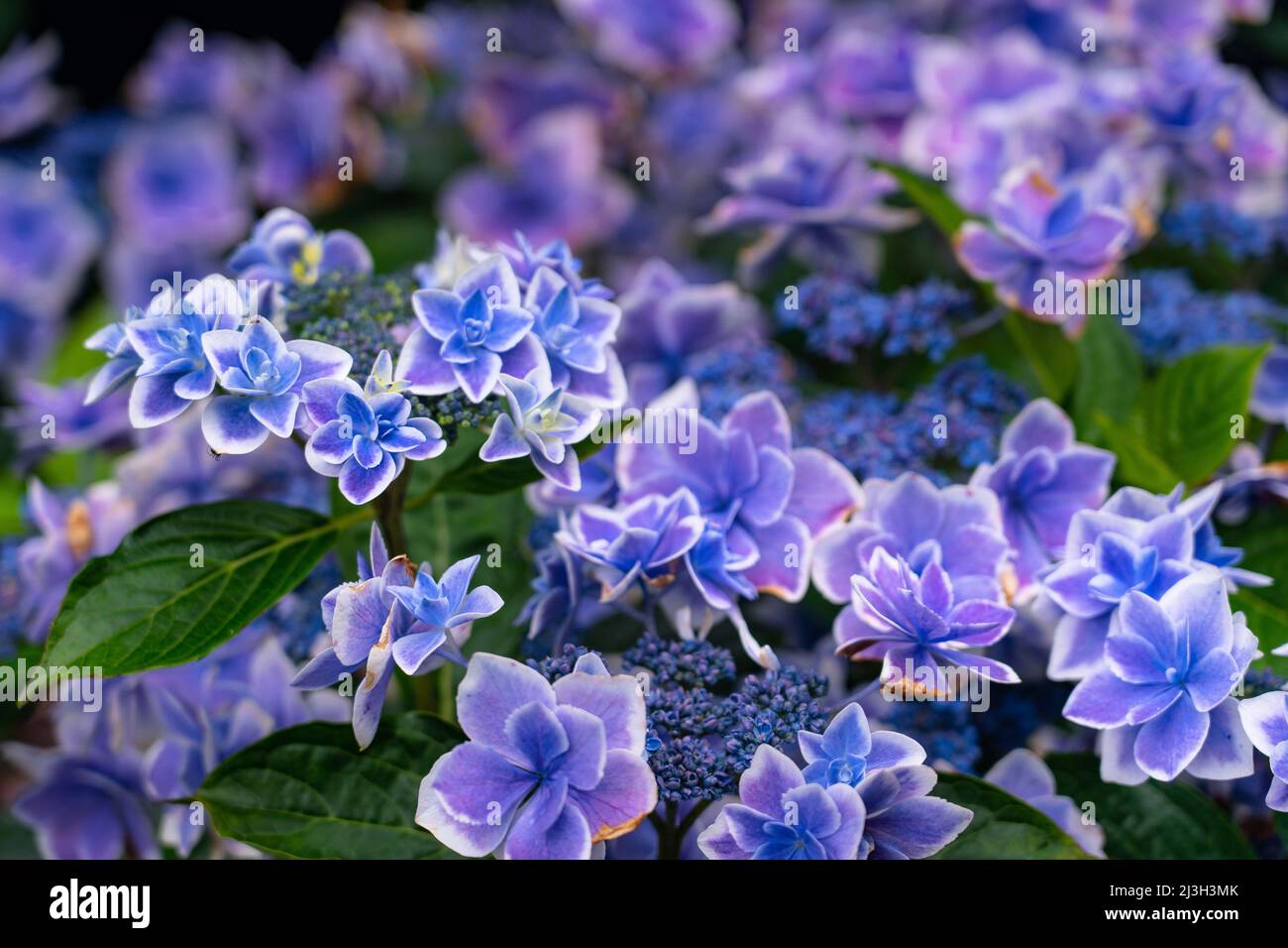 National hydrangea collection hi-res stock photography and images - Alamy