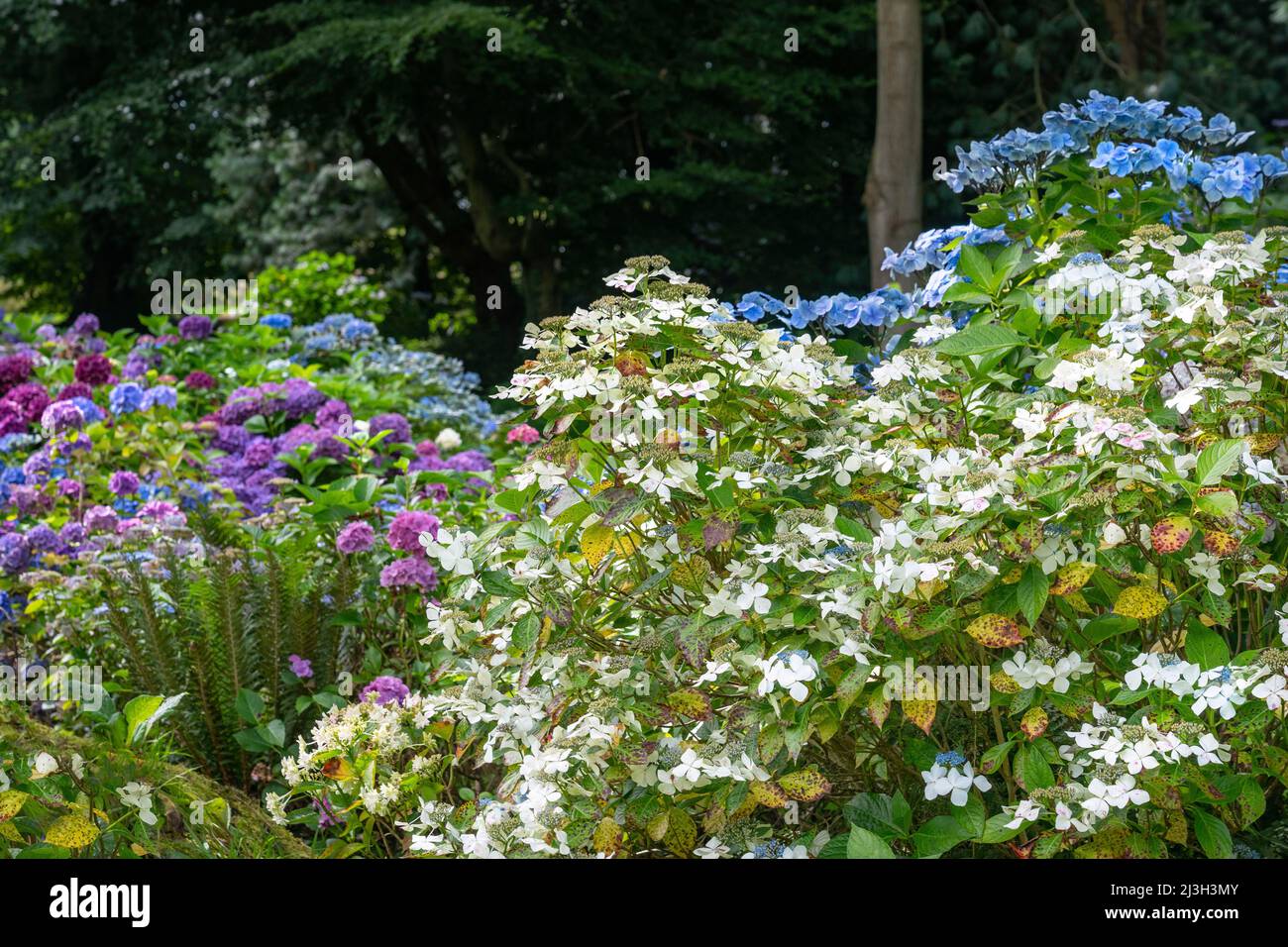 National hydrangea collection hi-res stock photography and images - Alamy