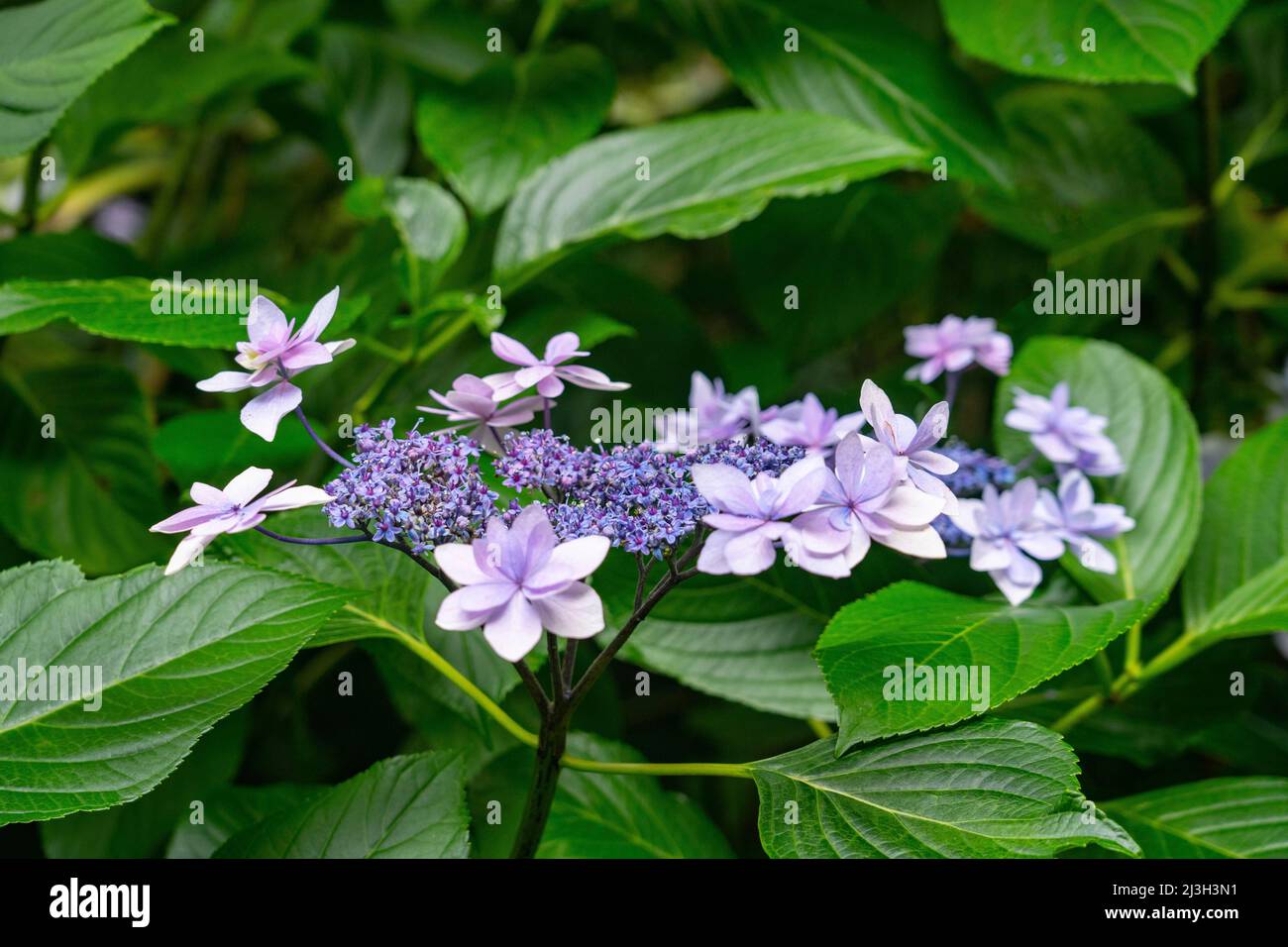 France, Seine Maritime, Varengeville sur Mer, Jardin Shamrock, French ...