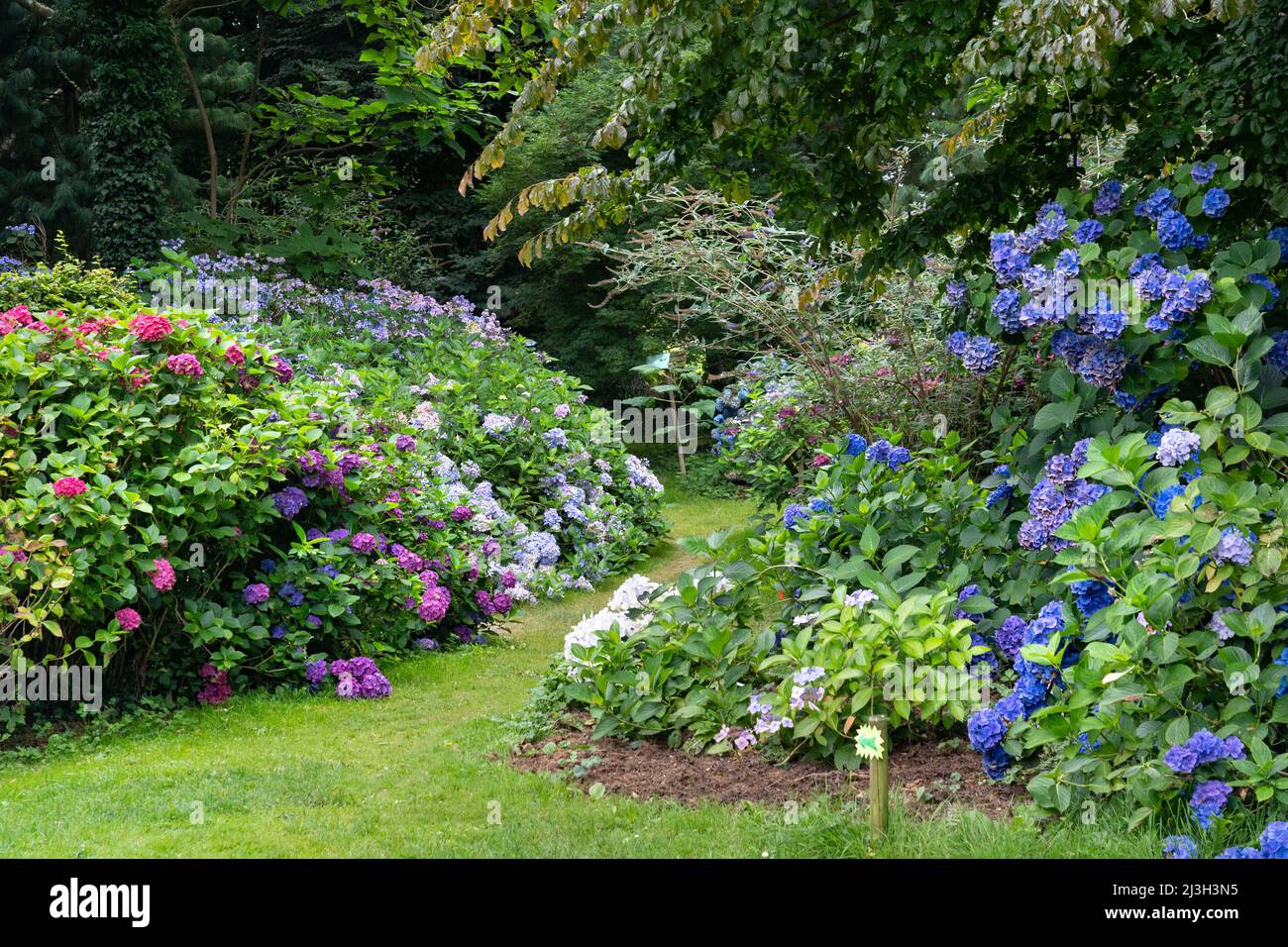 France, Seine Maritime, Varengeville sur Mer, Jardin Shamrock, French ...