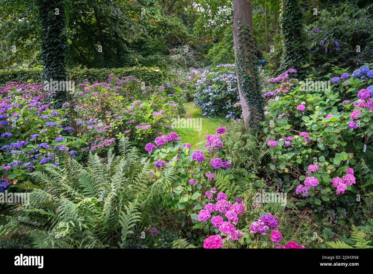 France, Seine Maritime, Varengeville sur Mer, Jardin Shamrock, French ...