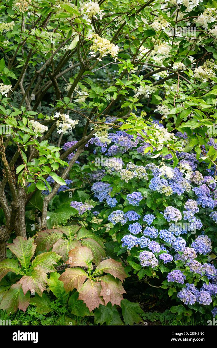 France, Seine Maritime, Varengeville sur Mer, Jardin Shamrock, French ...