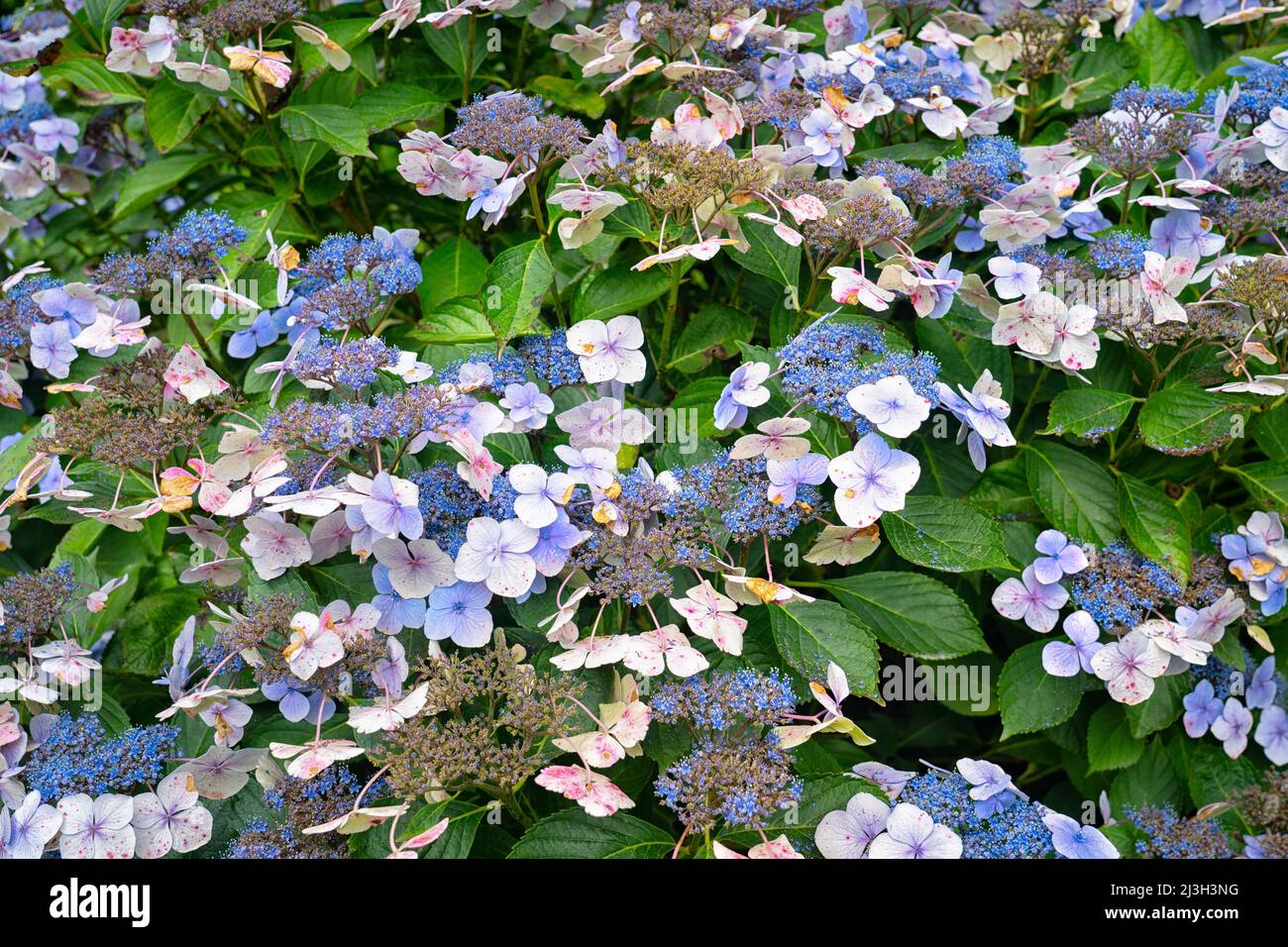 France, Seine Maritime, Varengeville sur Mer, Jardin Shamrock, French ...