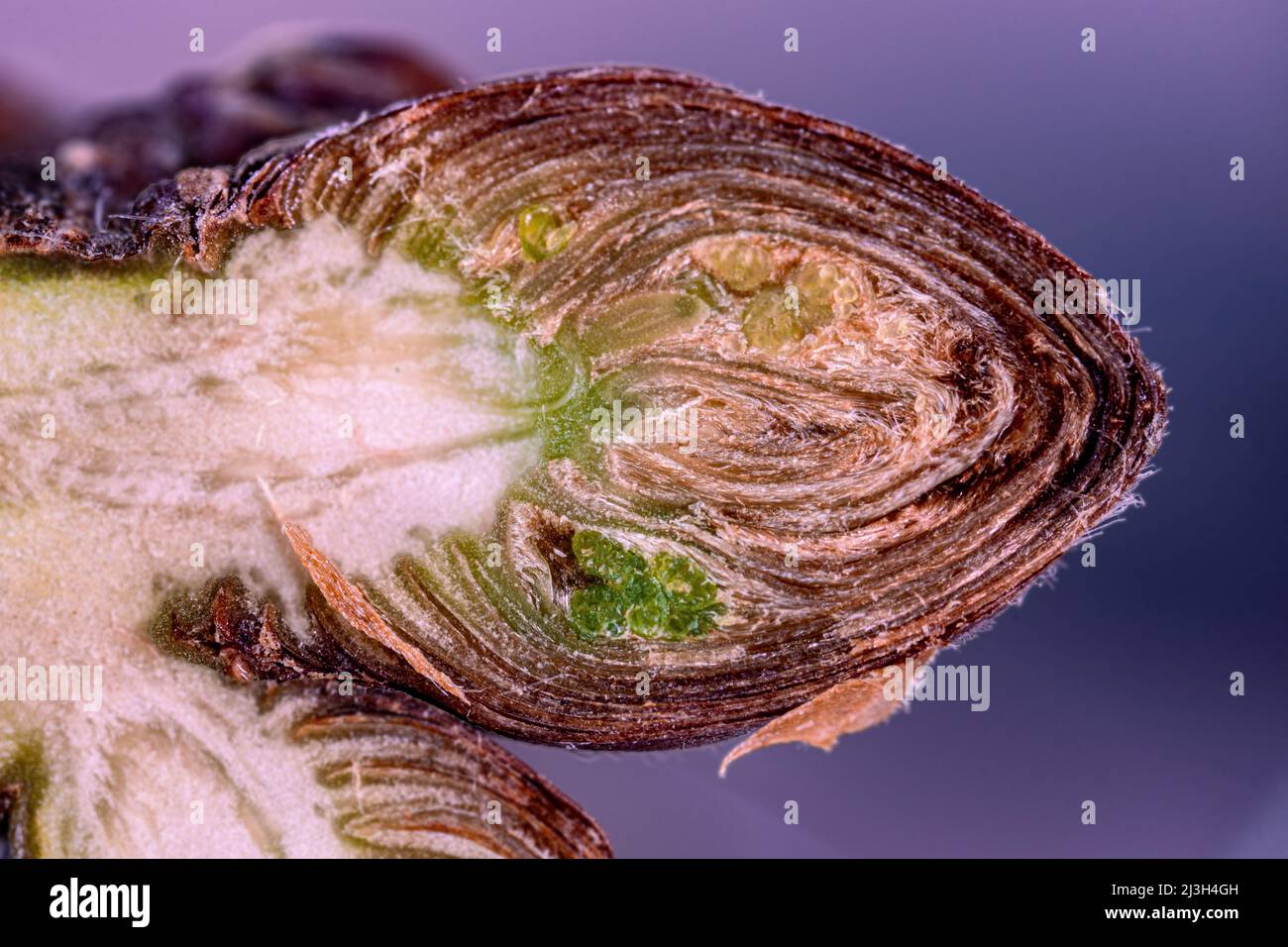 Plant root cross section microscope hi-res stock photography and images ...