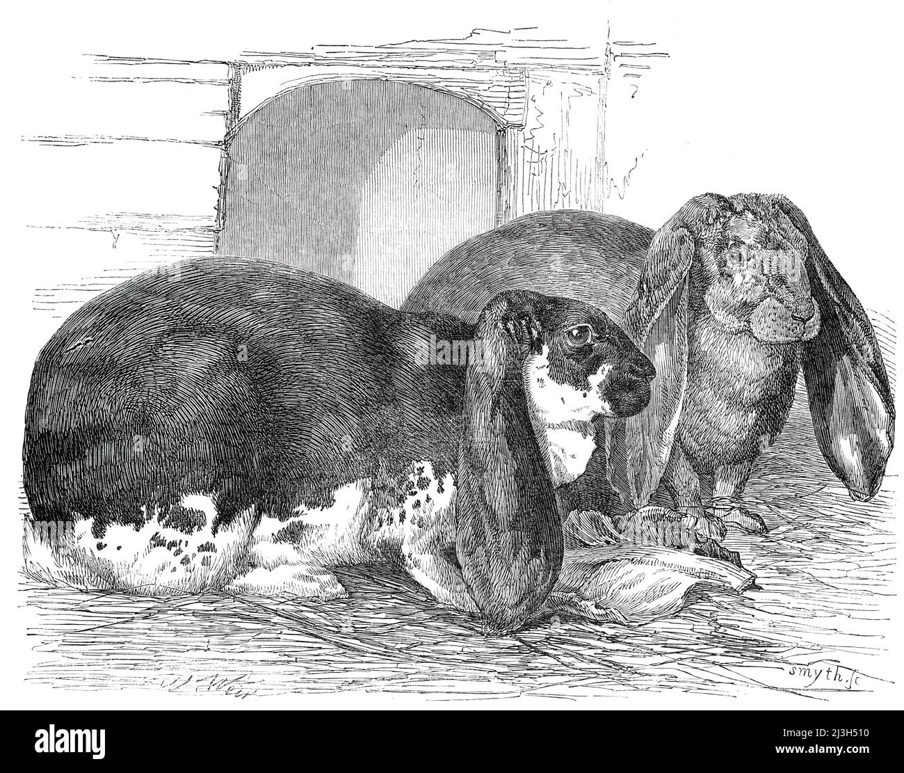 Prize Rabbits at the Rochester and Chatham Show, 1850. 'These fine ...