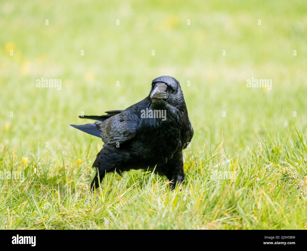 Carrion crow uk flying hi-res stock photography and images - Alamy