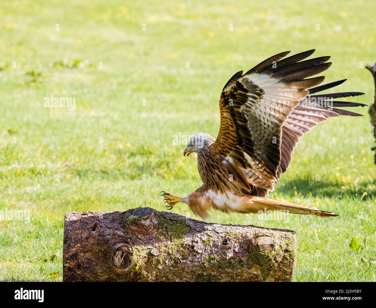 Red kite swooping for food in spring sunshine in mid Wales Stock Photo ...