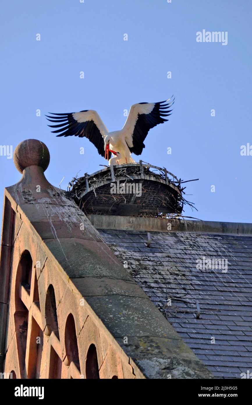 Stork Nest Roof Church High Resolution Stock Photography and Images - Alamy