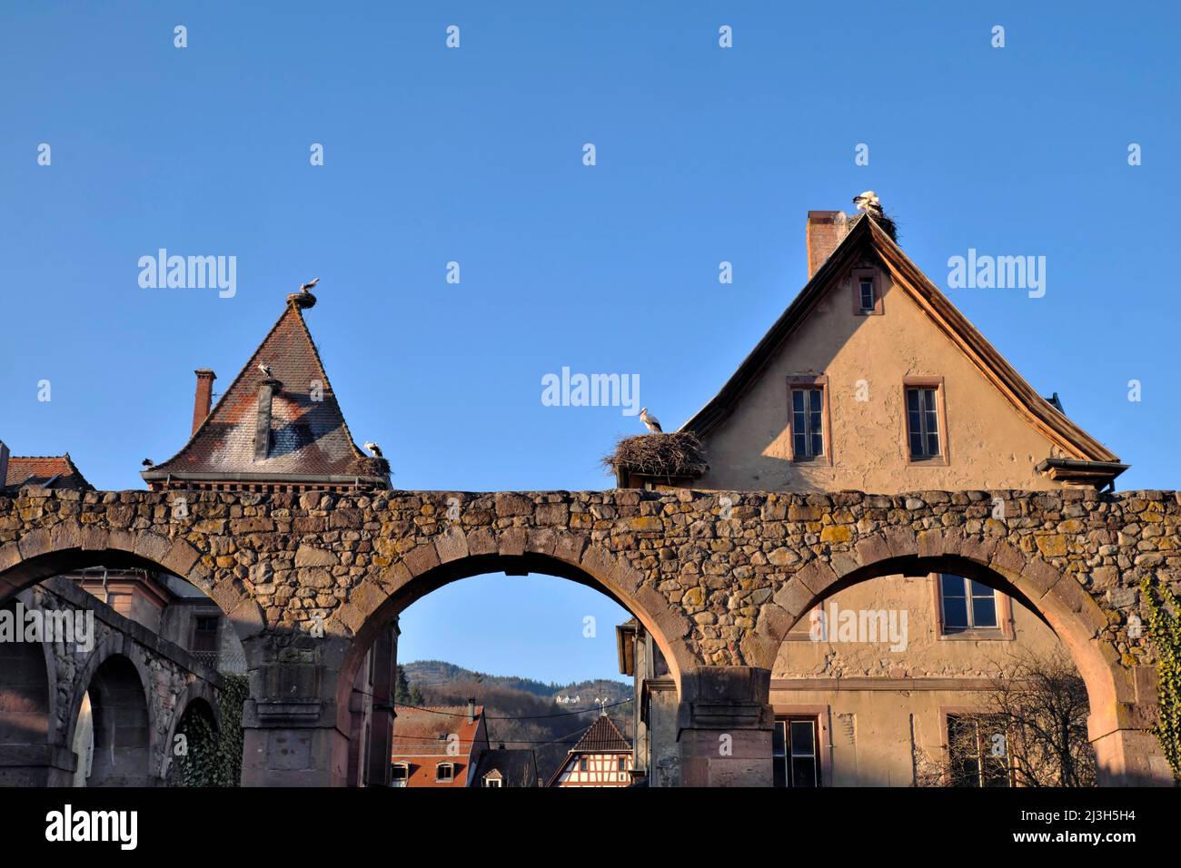 France, Haut Rhin, Munster, former Saint Gregoire abbey, arcades, nest ...