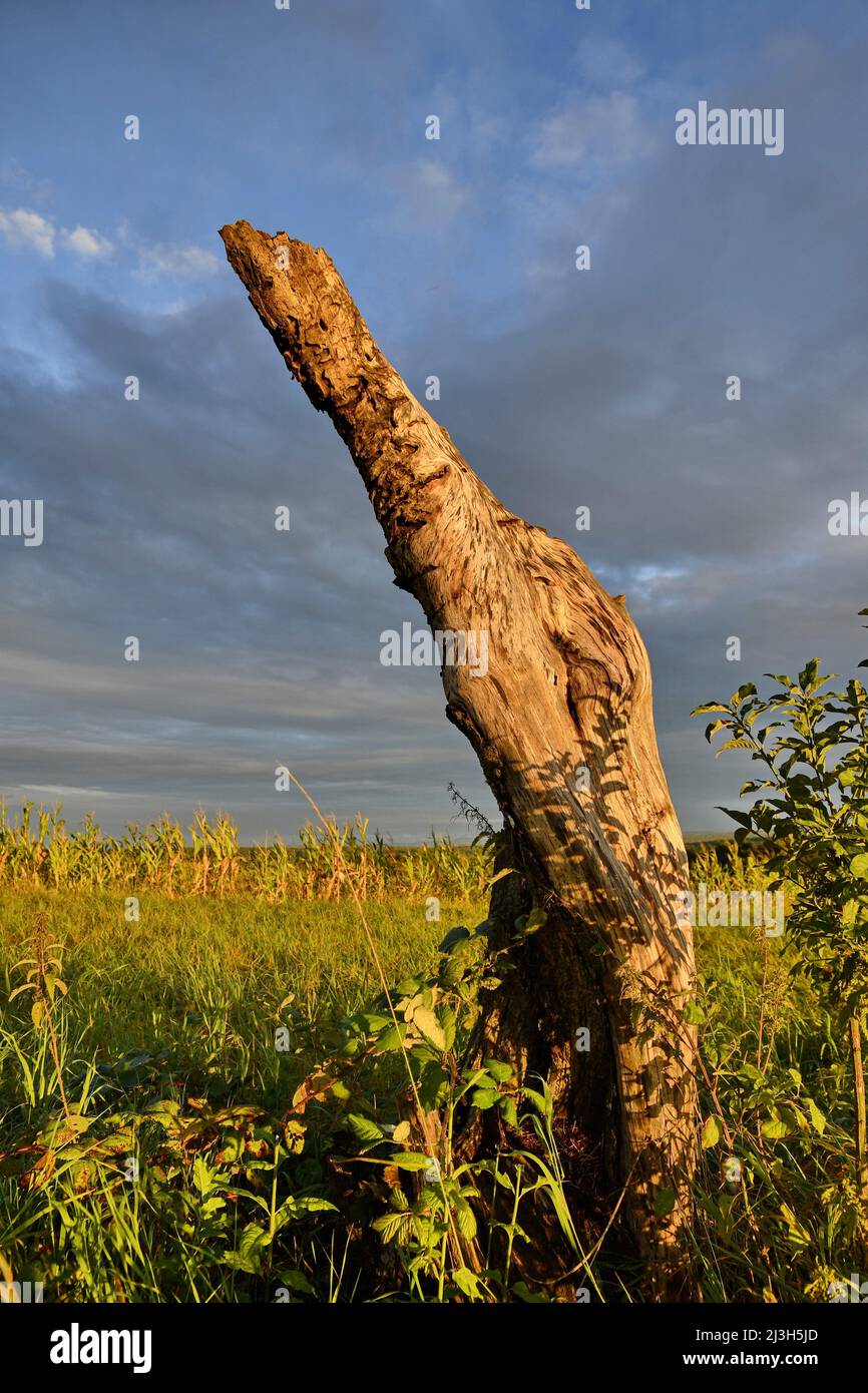 Time worn tree hi-res stock photography and images - Alamy