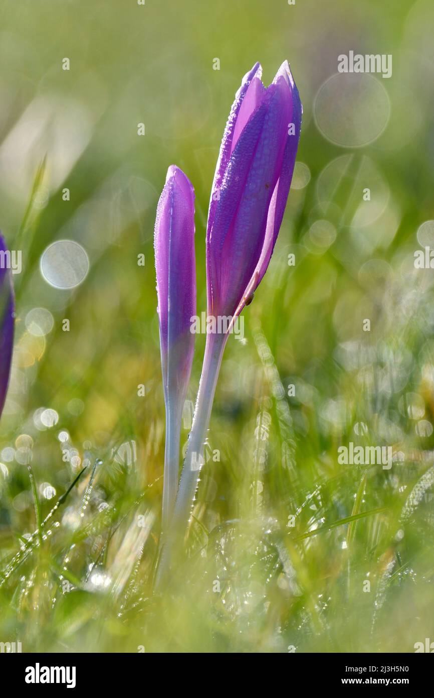 Colchique dautomne hi-res stock photography and images - Alamy