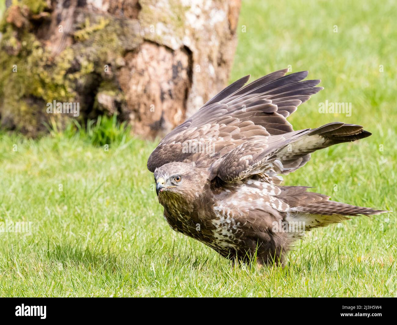 Common buzzard in spring sunshine in mid Wales Stock Photo - Alamy