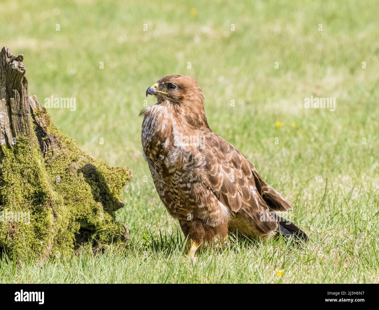 Common buzzard in spring sunshine in mid Wales Stock Photo - Alamy