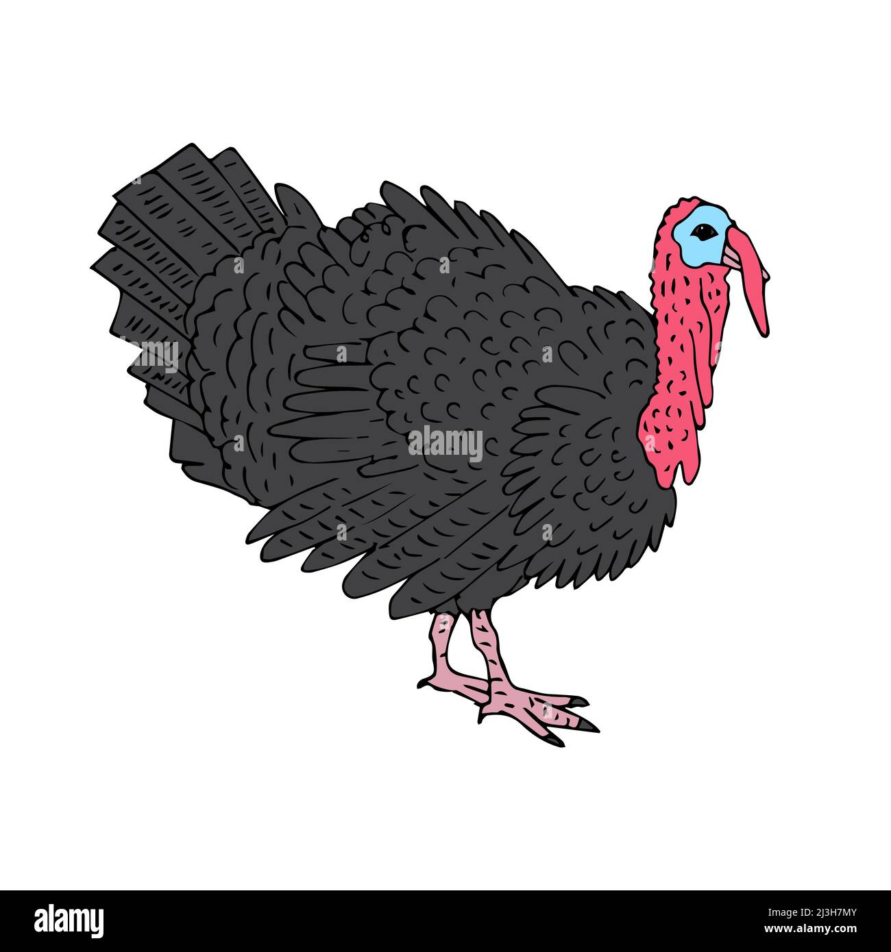 Vector hand drawn sketch doodle colored turkey isolated on white ...