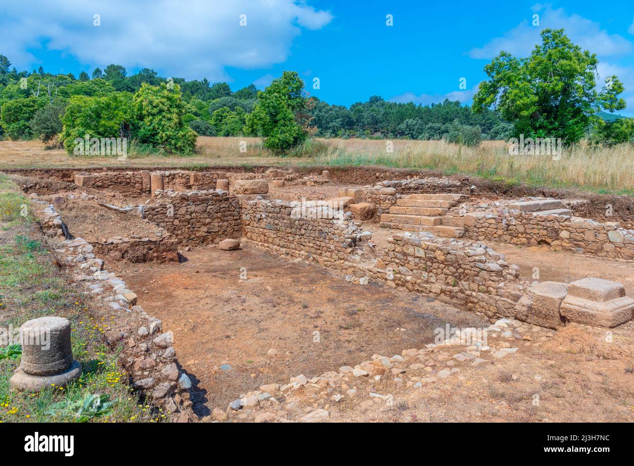 Ammaia hi-res stock photography and images - Alamy