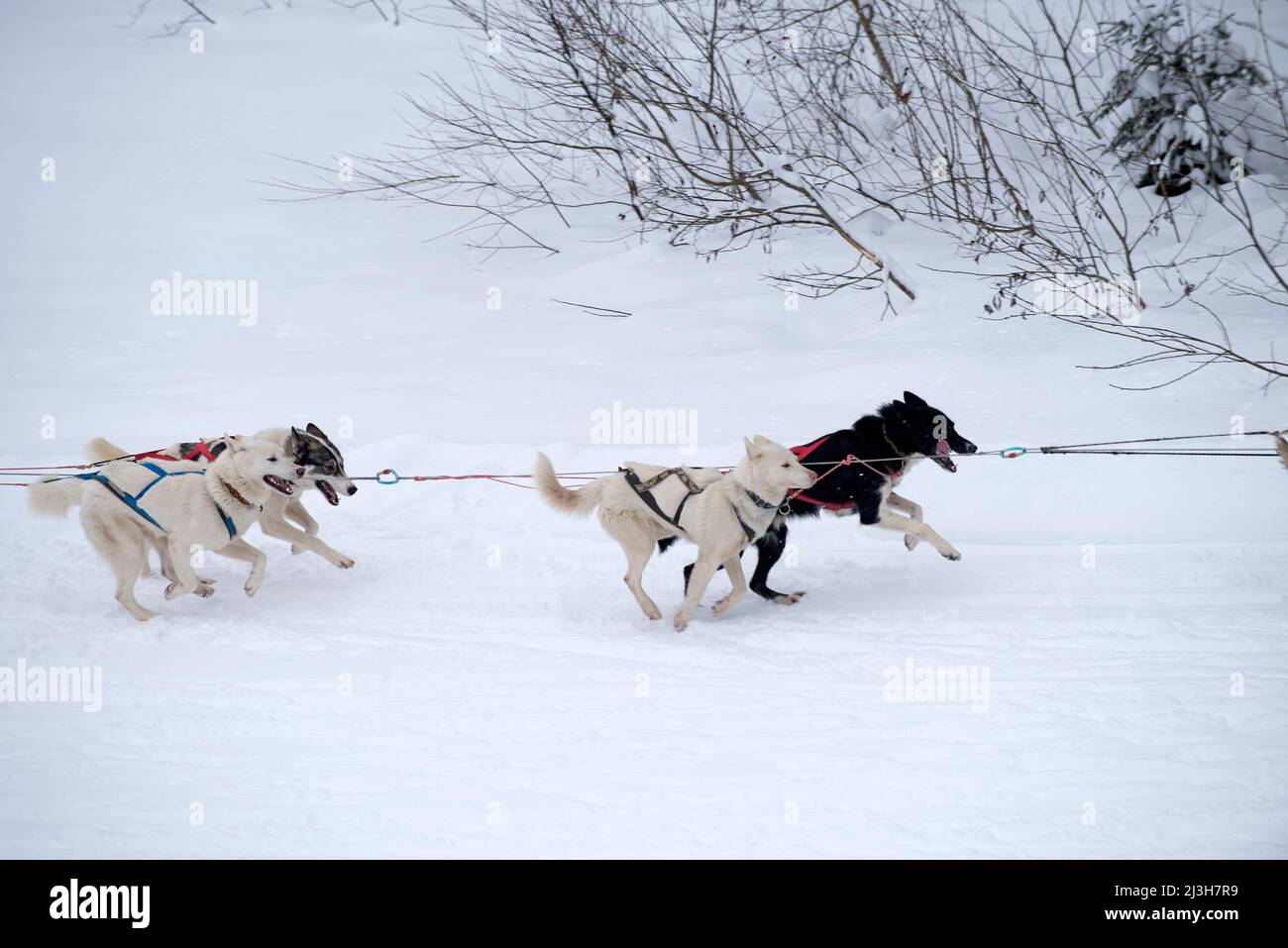 France, Haute-Savoie (74), Alps, mushing with sled dogs Stock Photo - Alamy